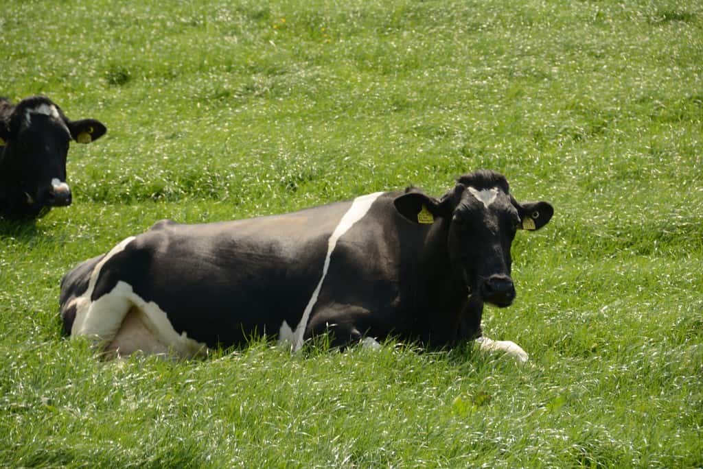 Cows Lying Down And Rain All About Cow Photos