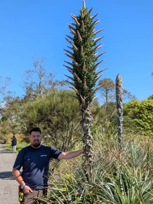 Rare Sapphire Tower Plant Blooms Again At Logan Botanic Garden