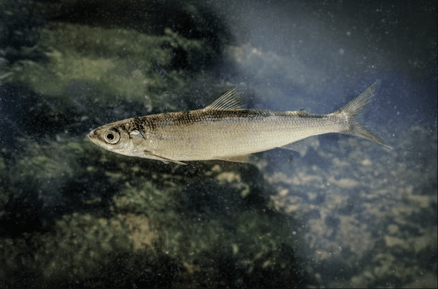 Rare Ice Age Fish Thriving At Grey Mare’s Tail